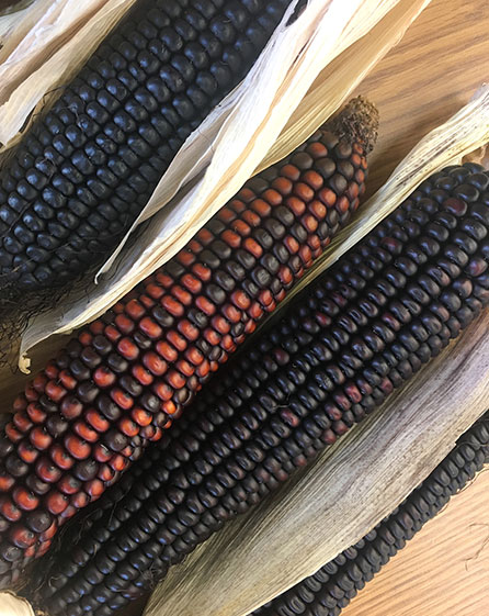 Colored Corn - Richland IFC